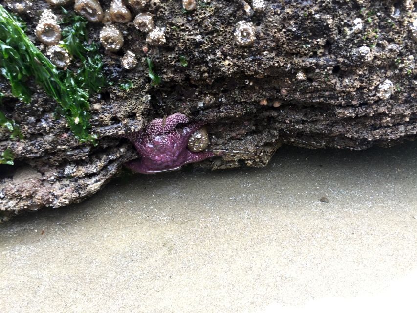 From Portland: Oregon Coast Day Trip Cannon Beach Area - What to Expect on the Tour