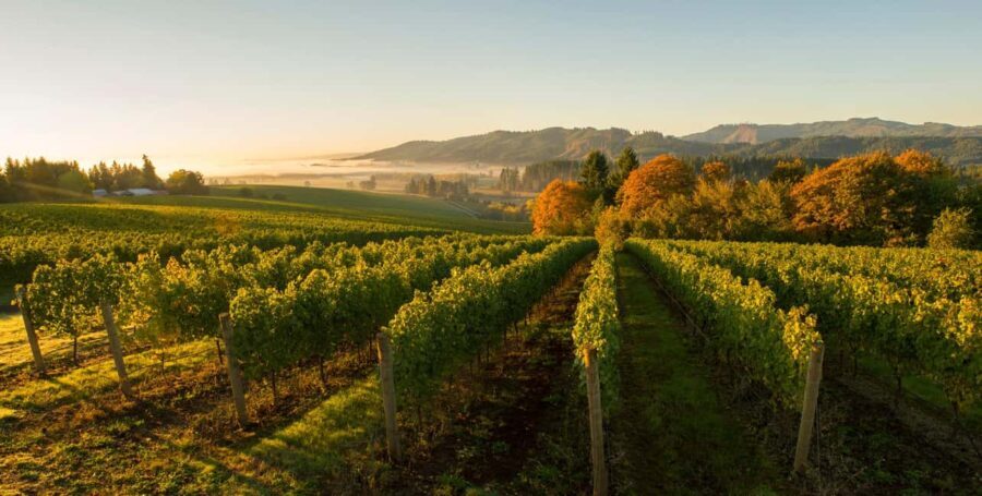 From Portland: Willamette Valley Wine Tasting Tour - The Itinerary: What You Can Expect