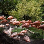 From Puebla: Africam Safari Private Tour all included - A Deep Dive into What You Can Expect