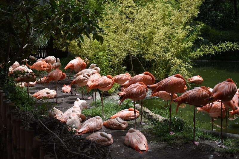 From Puebla: Africam Safari Private Tour all included - A Deep Dive into What You Can Expect