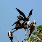 From Puerto Escondido: Birdwatching on a Boat - Why This Tour Matters for Travelers