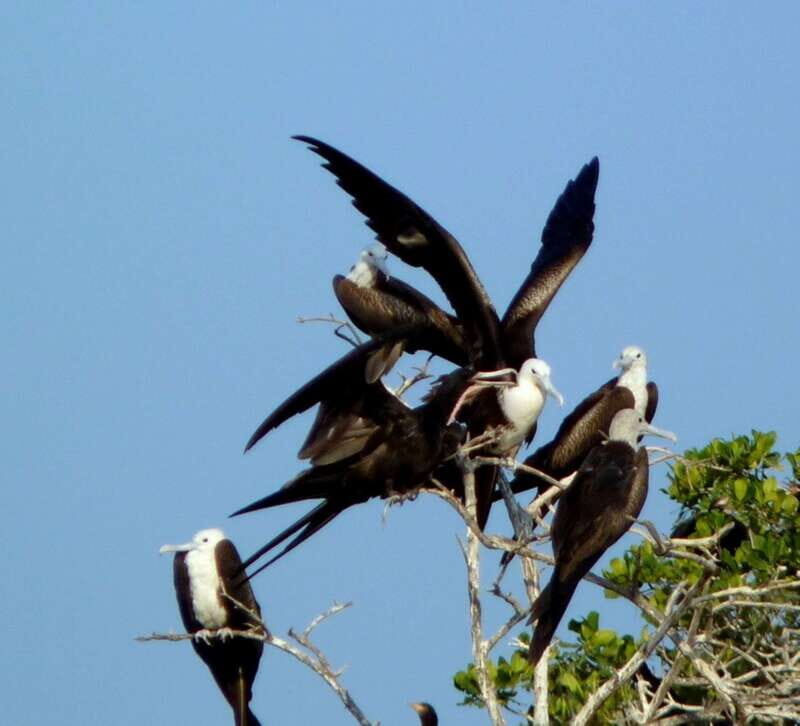 From Puerto Escondido: Birdwatching on a Boat - Why This Tour Matters for Travelers