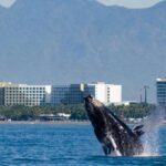 From Puerto Vallarta/Nuevo Vallarta: Whale Watching Cruise - The Itinerary: A Step-by-Step Breakdown