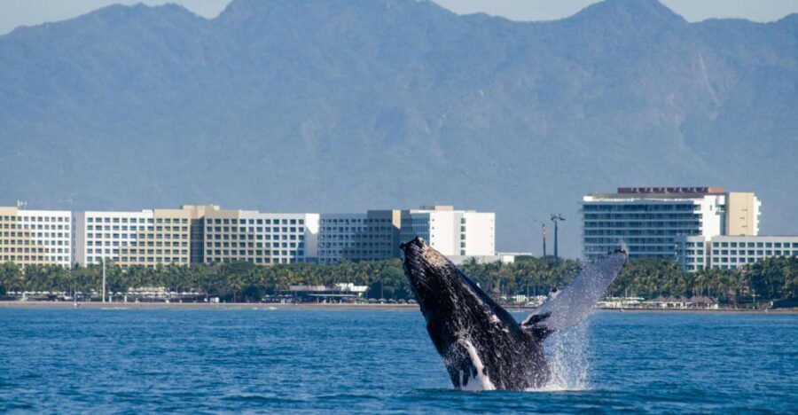 From Puerto Vallarta/Nuevo Vallarta: Whale Watching Cruise - The Itinerary: A Step-by-Step Breakdown