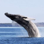 From Quebec City: Whale Watching Excursion Full-Day Trip - Authentic Experiences From Fellow Travelers