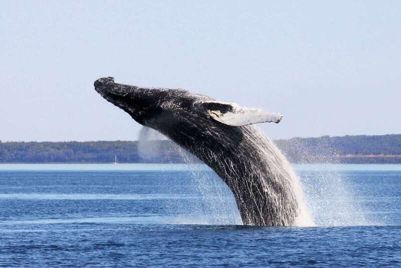 From Quebec City: Whale Watching Excursion Full-Day Trip - Authentic Experiences From Fellow Travelers