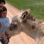 From Rapid City: Custer State Park Private Safari and Hiking - Wildlife Safari: Getting Up Close