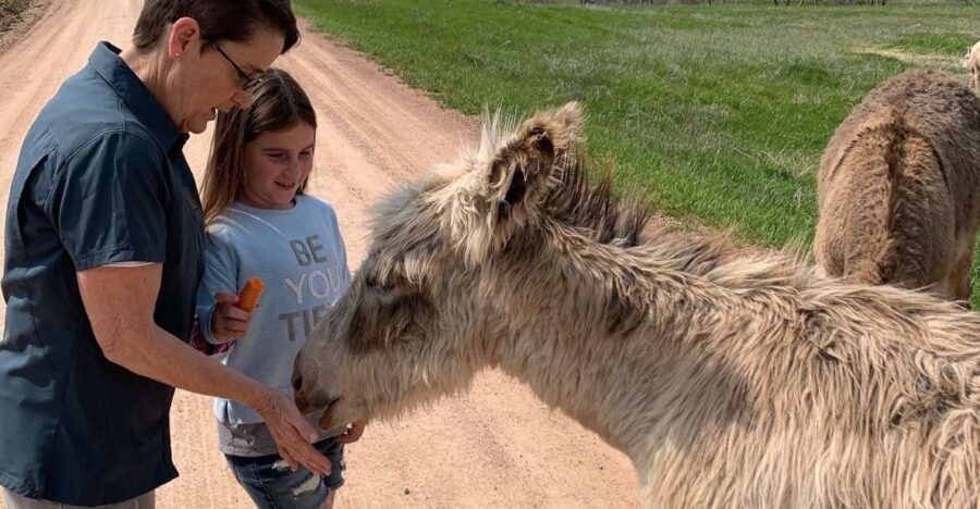 From Rapid City: Custer State Park Private Safari and Hiking - Wildlife Safari: Getting Up Close