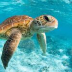 From Riviera Maya: Tulum, Cenote, & Akumal Turtle Swim Trip - Analyzing the Experience — What Works Well and What To Consider