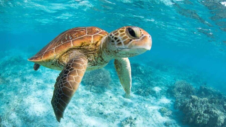 From Riviera Maya: Tulum, Cenote, & Akumal Turtle Swim Trip - Analyzing the Experience — What Works Well and What To Consider