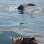 From Saint John: Saint Andrews Whale Watching Tour - Who Will Love This Tour?