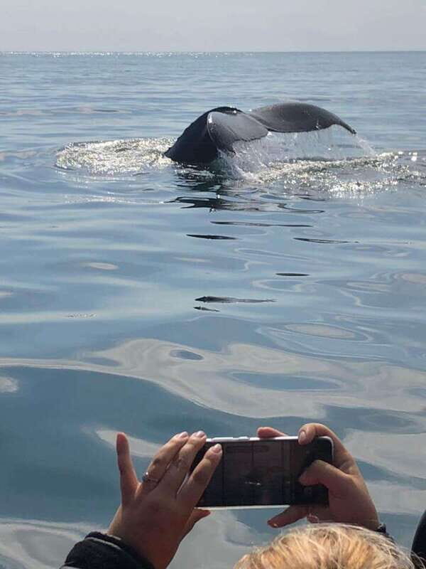 From Saint John: Saint Andrews Whale Watching Tour - Who Will Love This Tour?
