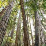 From San Francisco: Guided Muir Woods Tour - Practical Details for Planning Your Trip