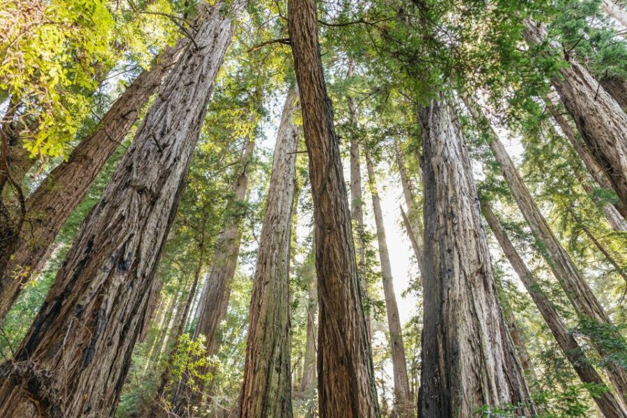 From San Francisco: Guided Muir Woods Tour - Practical Details for Planning Your Trip