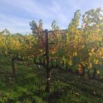 From San Francisco: Napa and Sonoma Private Wine Tour - What Travelers Say