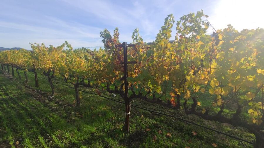 From San Francisco: Napa and Sonoma Private Wine Tour - What Travelers Say