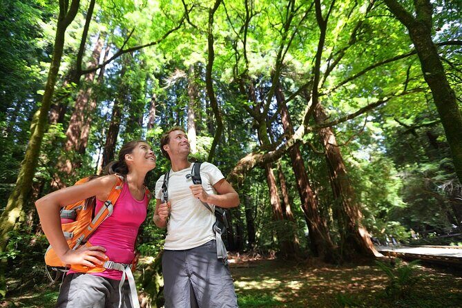 From San Francisco: Wine Tour, Redwoods, and Hop-on Hop-off Tour - Value and Price Analysis