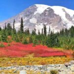 From Seattle: Mount Rainier National Park 1-Day Tour - Who Should Consider This Tour?