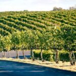 From Seattle Wine Tasting, Vineyards in Eastern WA - Value and Practicality