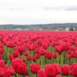 From Seattle:Tulip Festival at Skagit Valley and La Conner - What’s Included and What’s Not