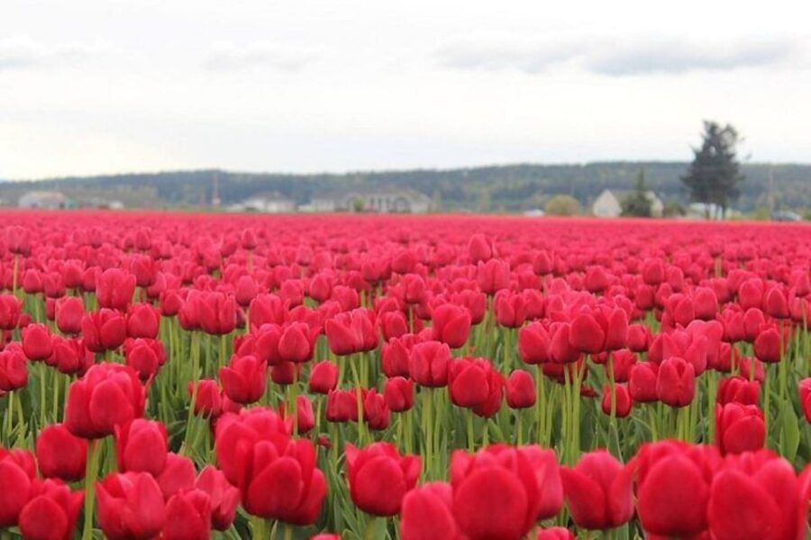 From Seattle:Tulip Festival at Skagit Valley and La Conner - What’s Included and What’s Not