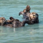 From Seward: Half-Day Resurrection Bay Wildlife Cruise Tour - Ideal for: Travelers seeking a short, engaging wildlife adventure; those who value expert guides and natural scenery; and anyone who wants to enjoy Alaska’s marine diversity without leaving Seward for the day.
