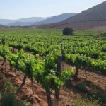 From the Border Valle de Guadalupe Private Wine Tour - Authenticity and Value