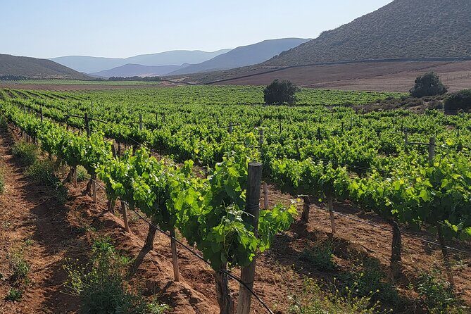 From the Border Valle de Guadalupe Private Wine Tour - Authenticity and Value