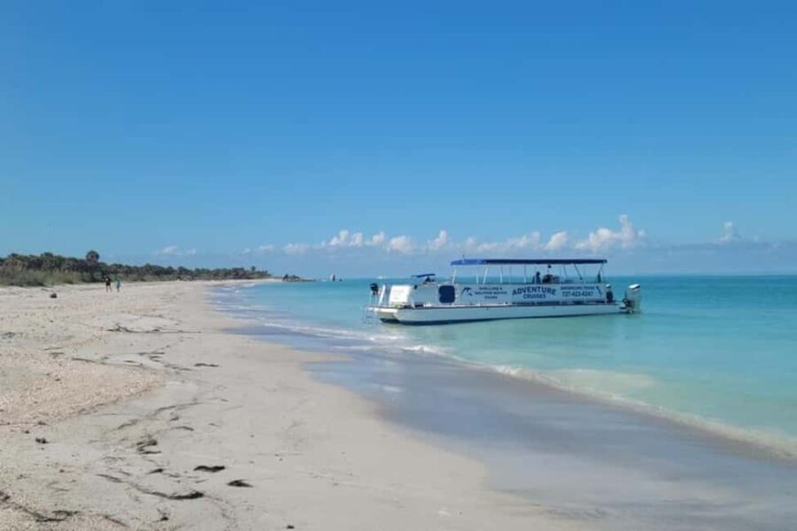 From Treasure Island: Dolphin Watching and Shelling Cruise - Why This Tour Offers Real Value