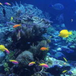 From Tulum: Cenote Riviera Maya & Snorkel Excursion - The Itinerary in Detail