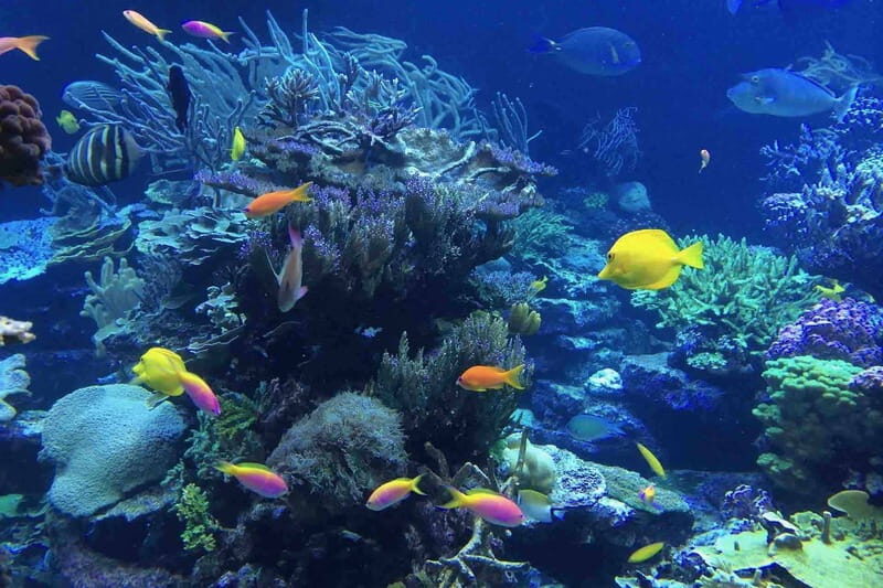 From Tulum: Cenote Riviera Maya & Snorkel Excursion - The Itinerary in Detail