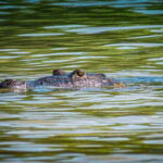 From Tulum: Sian Kaan Boat Trip Adventure with Lunch - What the Reviews Reveal