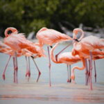 FROM VALLADOLID RIO LAGARTOS + LAS COLORADAS + CENOTE (COLECTIVO TOURISTIC) - What It Means for You