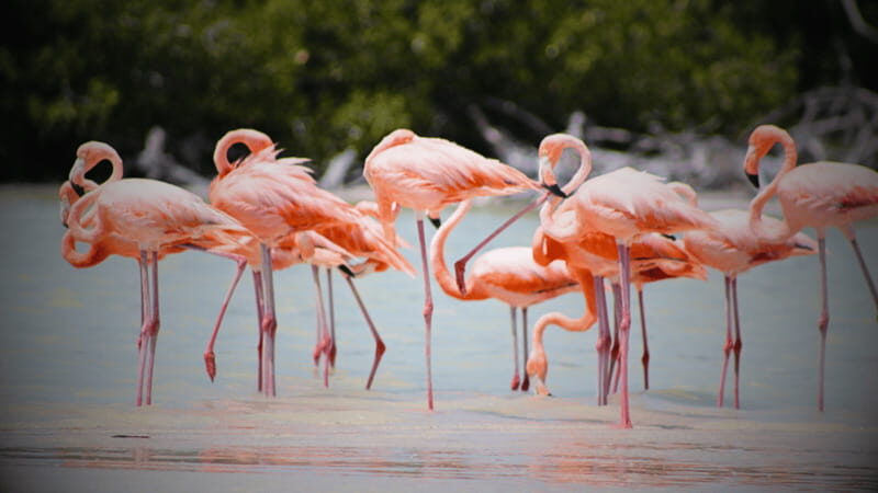 FROM VALLADOLID RIO LAGARTOS + LAS COLORADAS + CENOTE (COLECTIVO TOURISTIC) - What It Means for You