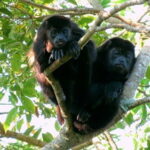 From Veracruz: Catemaco, Nature, Waterfalls & Monkeys Tour - Overview of the Tour Experience