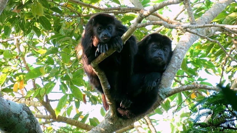 From Veracruz: Catemaco, Nature, Waterfalls & Monkeys Tour - Overview of the Tour Experience