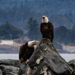 From Victoria: Whale Watching Marine Wildlife Excursion - The Wildlife and Environment