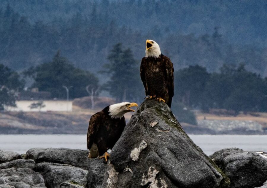 From Victoria: Whale Watching Marine Wildlife Excursion - The Wildlife and Environment