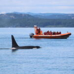 From Victoria: Whale Watching Tour by Zodiac Boat - Who It’s For