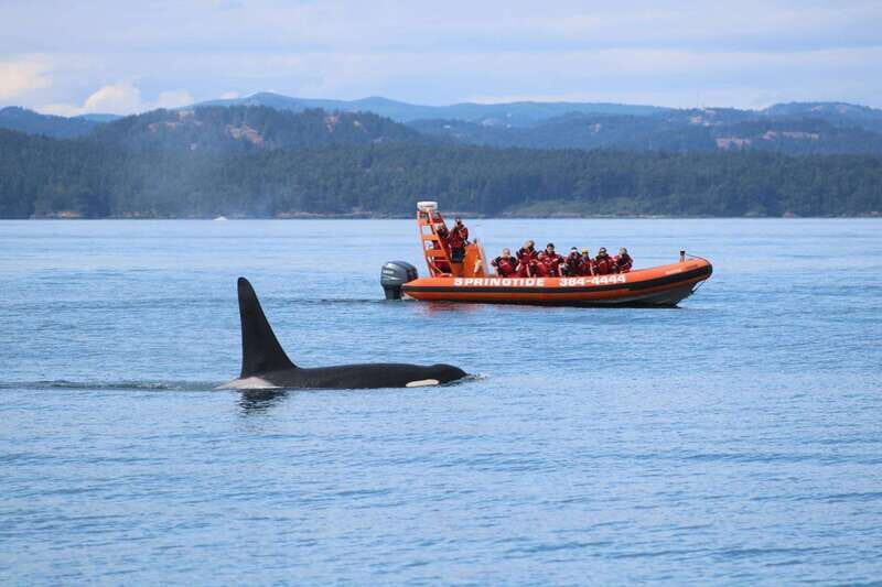 From Victoria: Whale Watching Tour by Zodiac Boat - Who It’s For