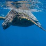 From Waikiki: Turtle Canyon Snorkeling Tour - The Itinerary in Detail