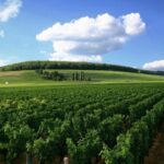 From Washington, DC: Virginia Wine Country Private Day-Trip - Who Would Love This Tour?