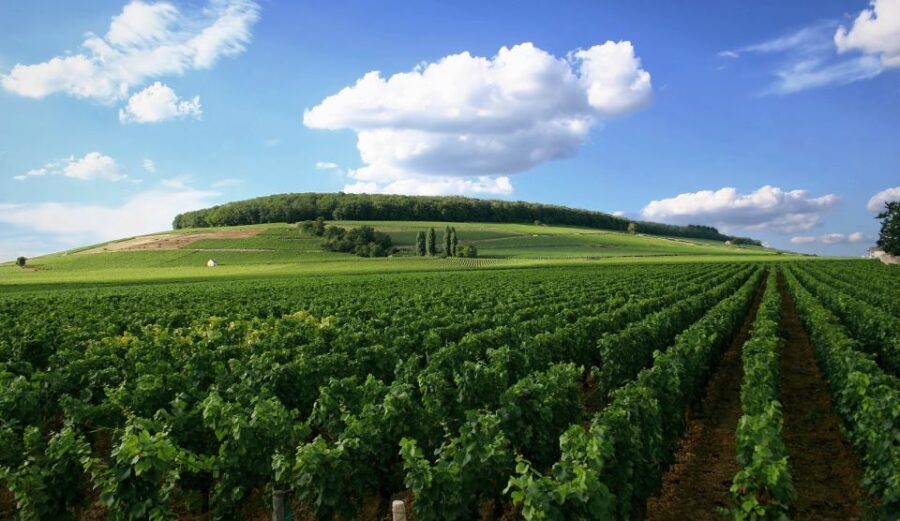 From Washington, DC: Virginia Wine Country Private Day-Trip - Who Would Love This Tour?