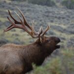 From West Yellowstone: Lamar Valley Wildlife Tour by Van - What’s Included and What’s Not