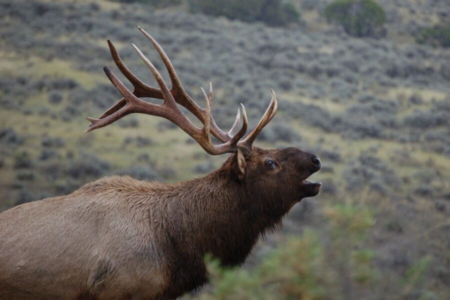From West Yellowstone: Lamar Valley Wildlife Tour by Van - What’s Included and What’s Not