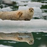 From Whittier/Anchorage: Prince William Sound Glacier Cruise - Authentic Experiences and Honest Reviews