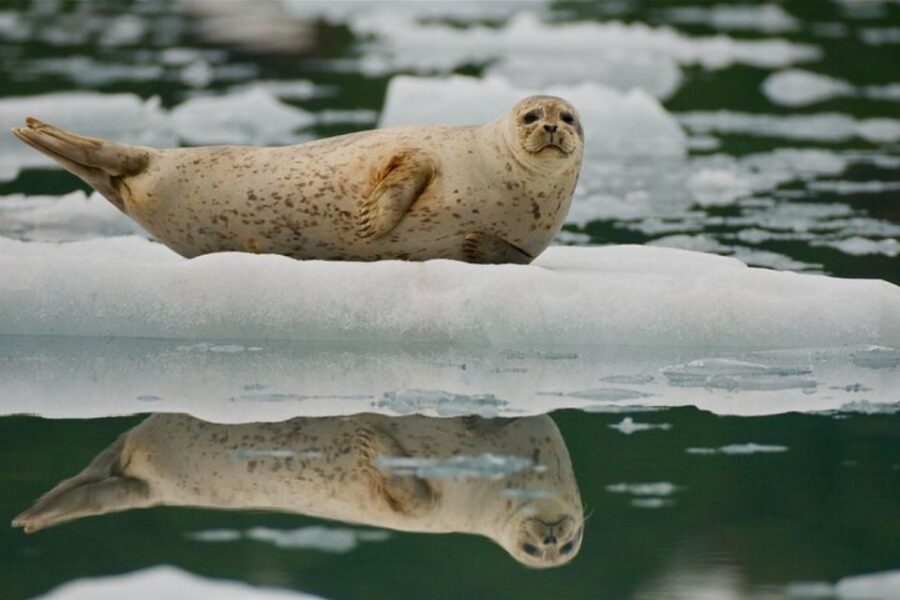 From Whittier/Anchorage: Prince William Sound Glacier Cruise - Authentic Experiences and Honest Reviews