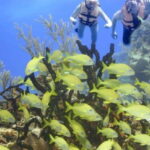 FromCancun: Puerto Morelos: Bike & Zip Line Tour - An In-Depth Look at the Tour Itself