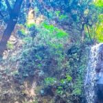 Full Day Bromeliad Forest Tour from Oaxaca - What You Can Expect