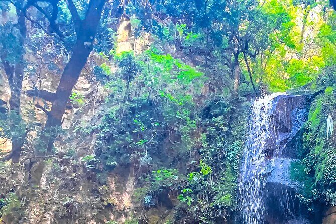 Full Day Bromeliad Forest Tour from Oaxaca - What You Can Expect